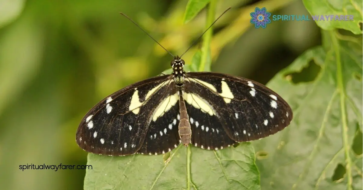 Unlocking the Spiritual Meaning & Symbolism of Black and White Butterflies