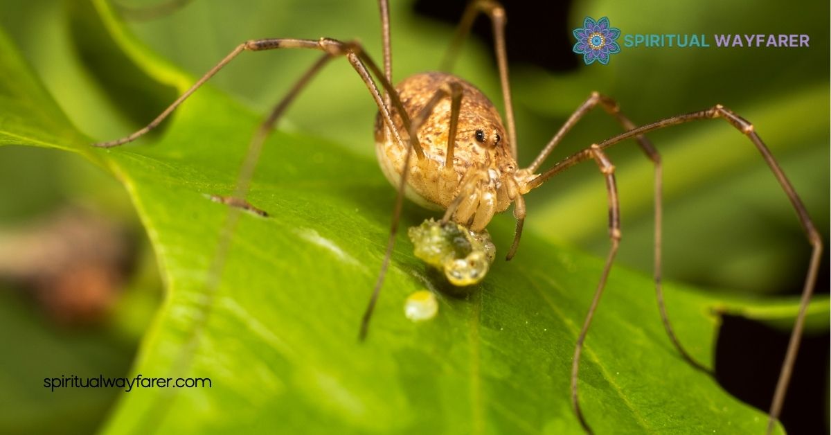 Spiritual Meaning Daddy Long Legs: Resilience, Growth & Protection ...