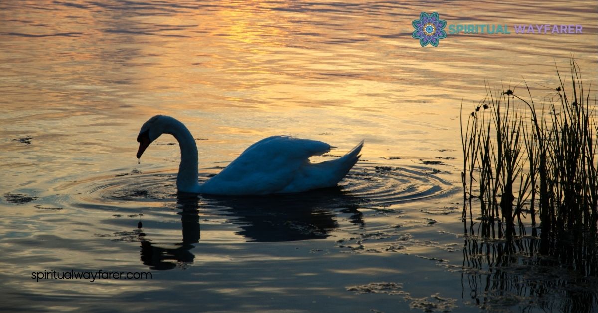 Swan Symbolism: Exploring Grace, Love, and Transformation Across Cultures