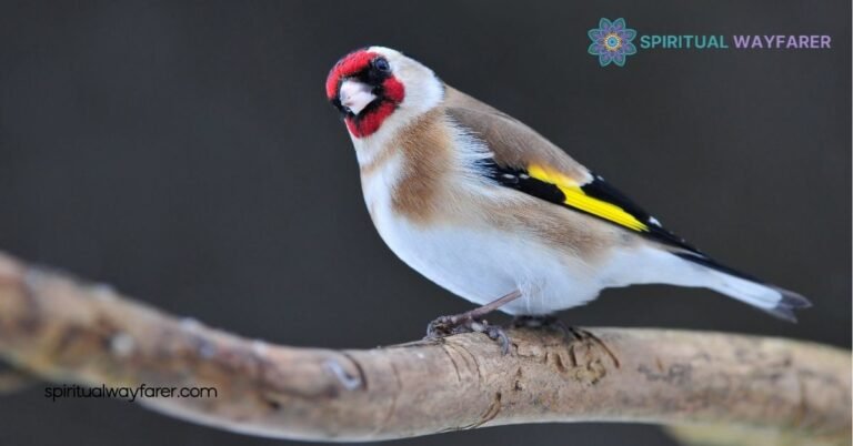 Goldfinch Symbolism Revealed: Explore Its Meaning in Art, Culture & More