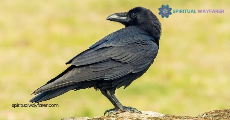Unlock the Secrets of Raven Symbolism: Myths, Meanings, and Cultural ...