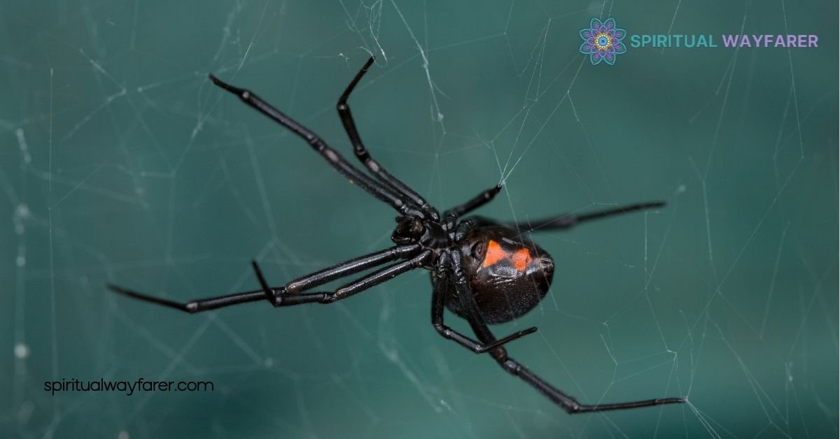 Black Spider Spiritual Meaning: Unlocking Symbols of Protection and ...