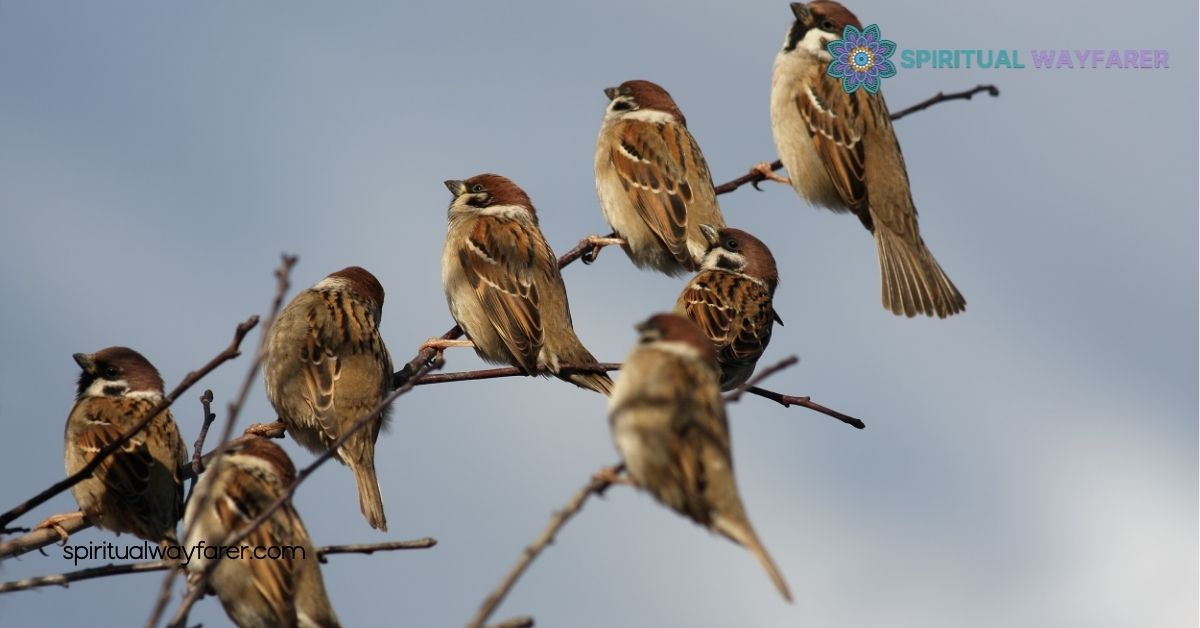 What Does It Mean When a Sparrow Visits You? Discover Their Hidden ...