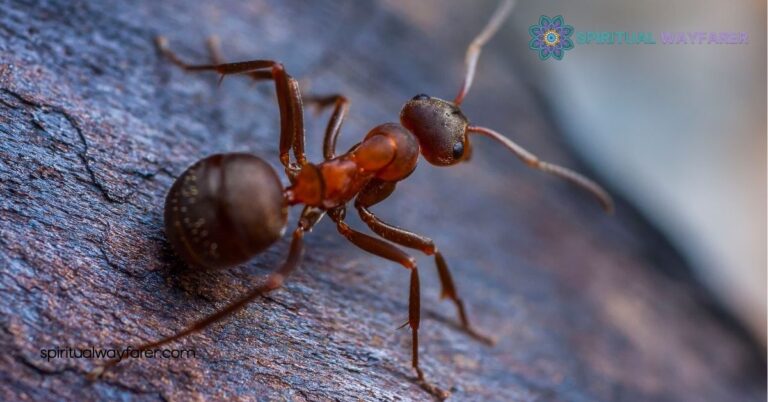Ant Symbolism Explained: What These Tiny Creatures Teach Us About Life