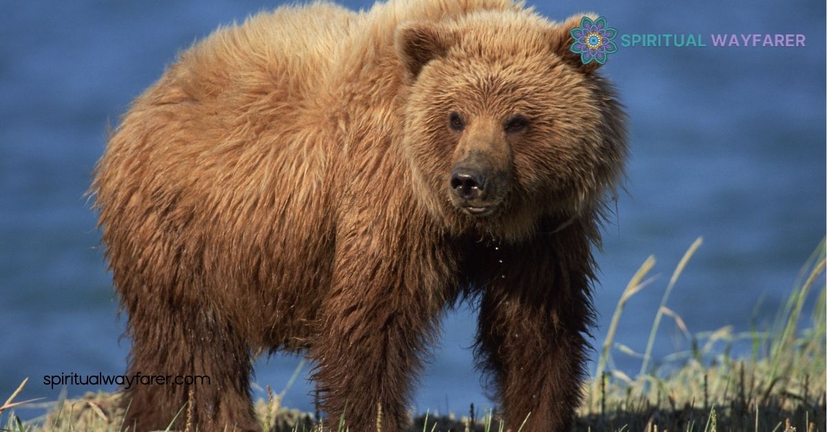 Unveiling Bear Symbolism: Strength, Healing & Cultural Insights