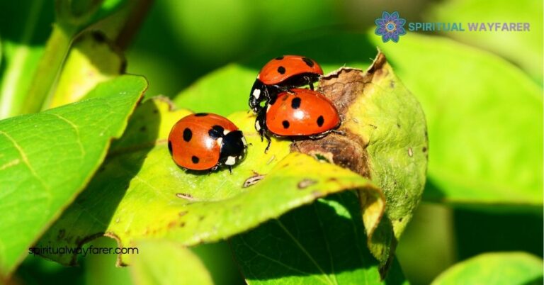 Unlocking the Symbolism and Spiritual Meaning of Ladybugs: Discover ...
