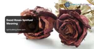Dead Roses Spiritual Meaning: Unlock the Secrets of Transformation and ...