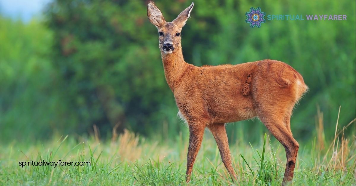 Deer Symbolism Explained: Discover Their Spiritual and Cultural Meanings