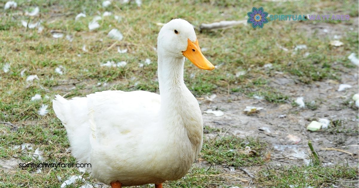 Unveiling Duck Symbolism: Discover the Hidden Meanings Behind These ...