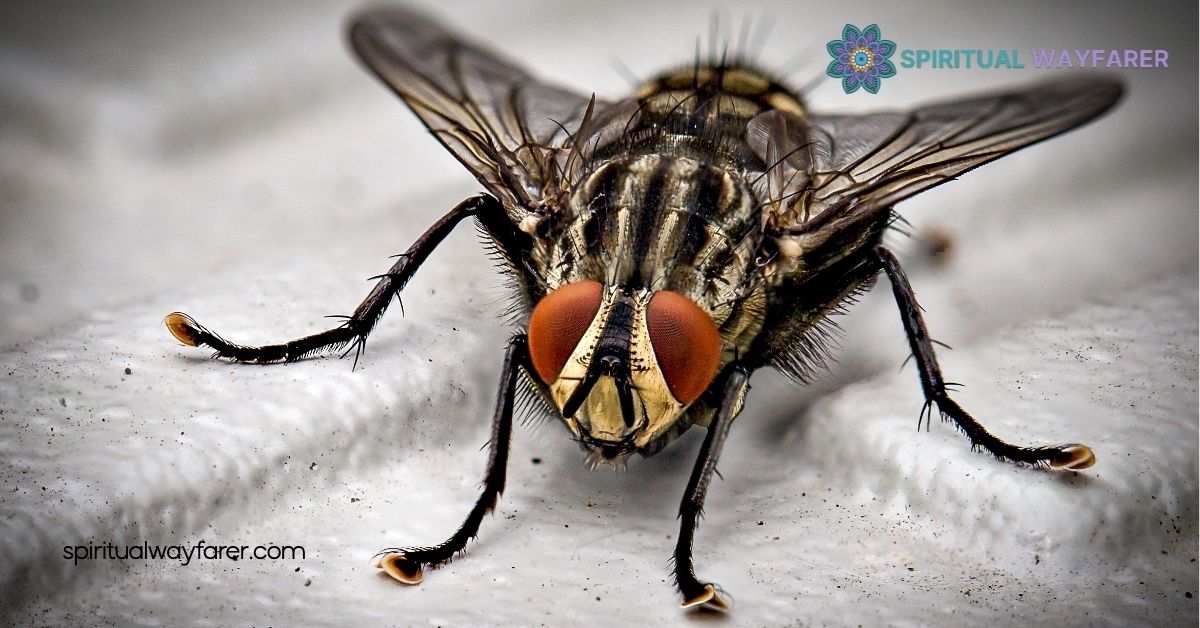 Fly Symbolism: Uncover the Hidden Meanings in Culture, Dreams & Art