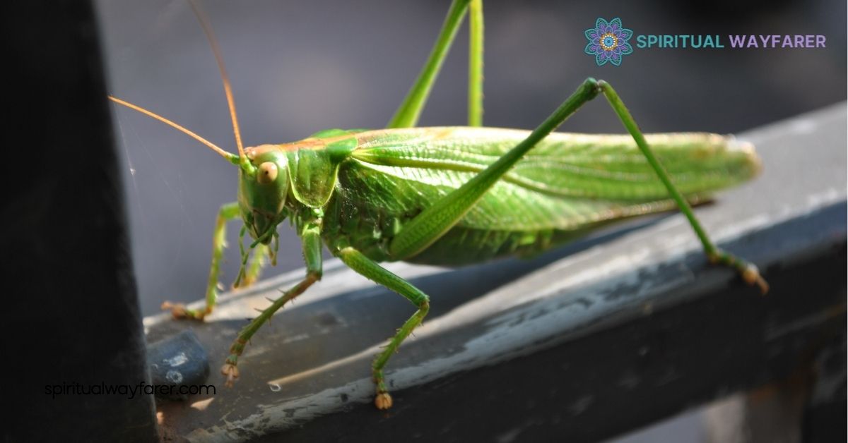 Grasshopper Symbolism: Discover Its Meanings in Culture, Art, and ...