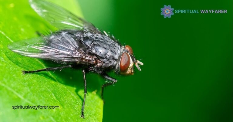 Fly Symbolism: Uncover the Hidden Meanings in Culture, Dreams & Art