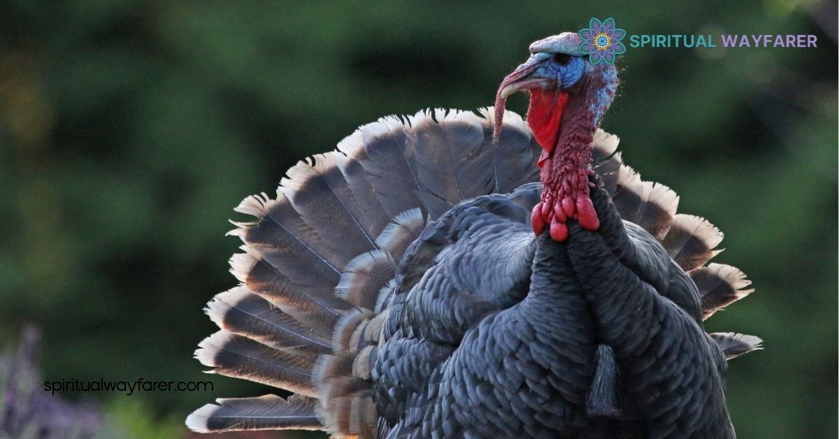 Unlocking Turkey Feather Symbolism: Cultural Meanings & Spiritual ...