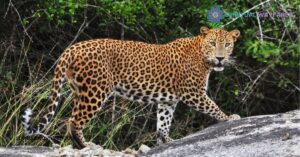 Leopard Symbolism Explained: Uncover Strength, Grace & Cultural ...