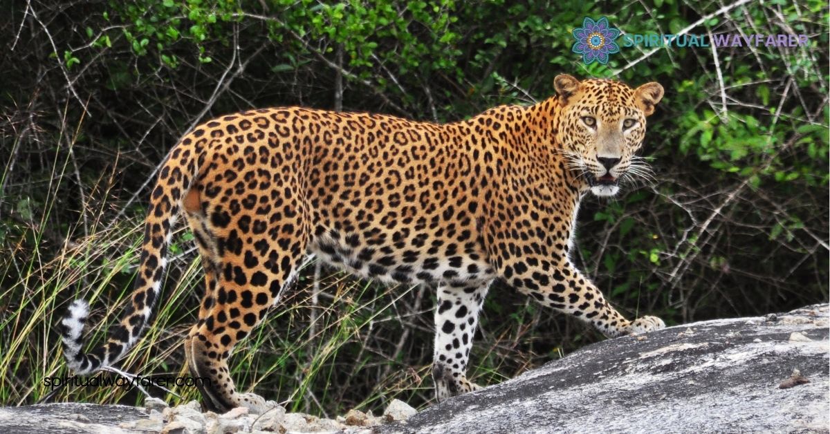 Leopard Symbolism Explained: Uncover Strength, Grace & Cultural ...