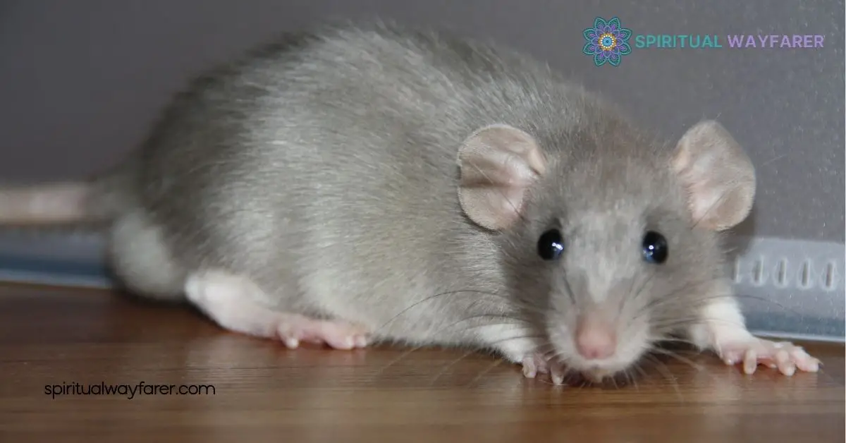 Unveiling Rat Symbolism: Surprising Meanings Across Cultures