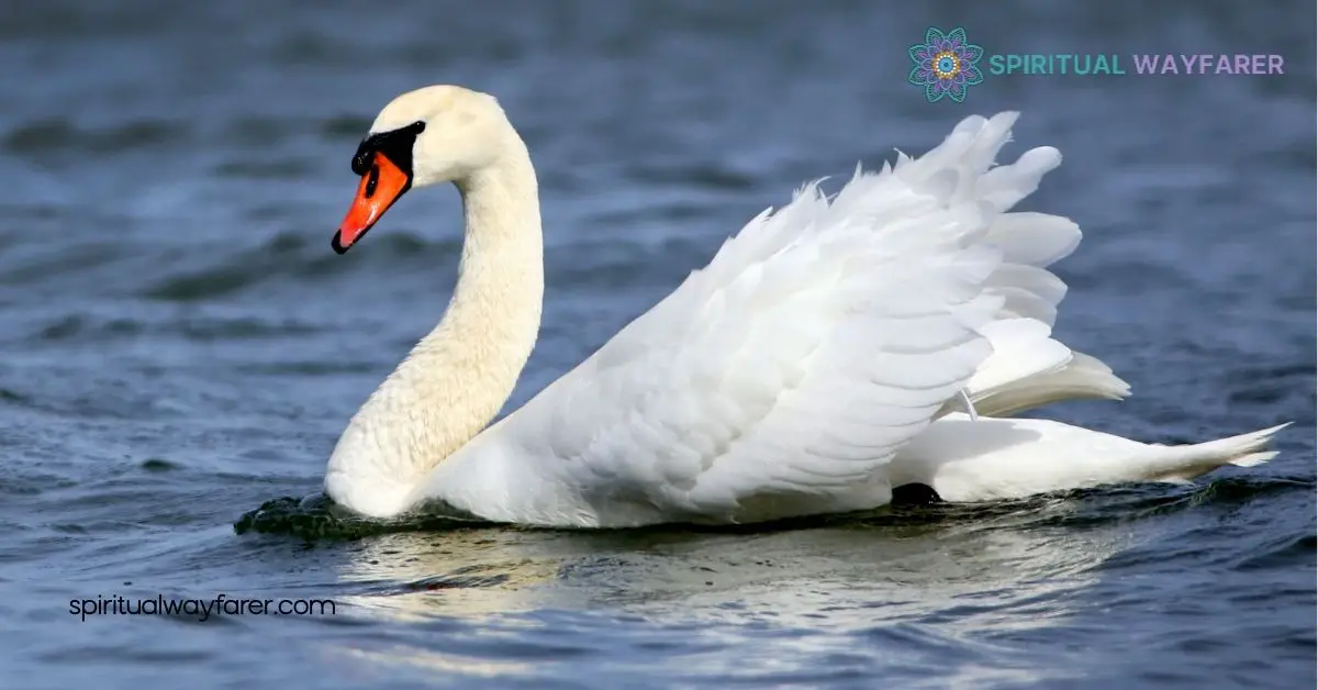 Swan Symbolism: Exploring Grace, Love, and Transformation Across Cultures
