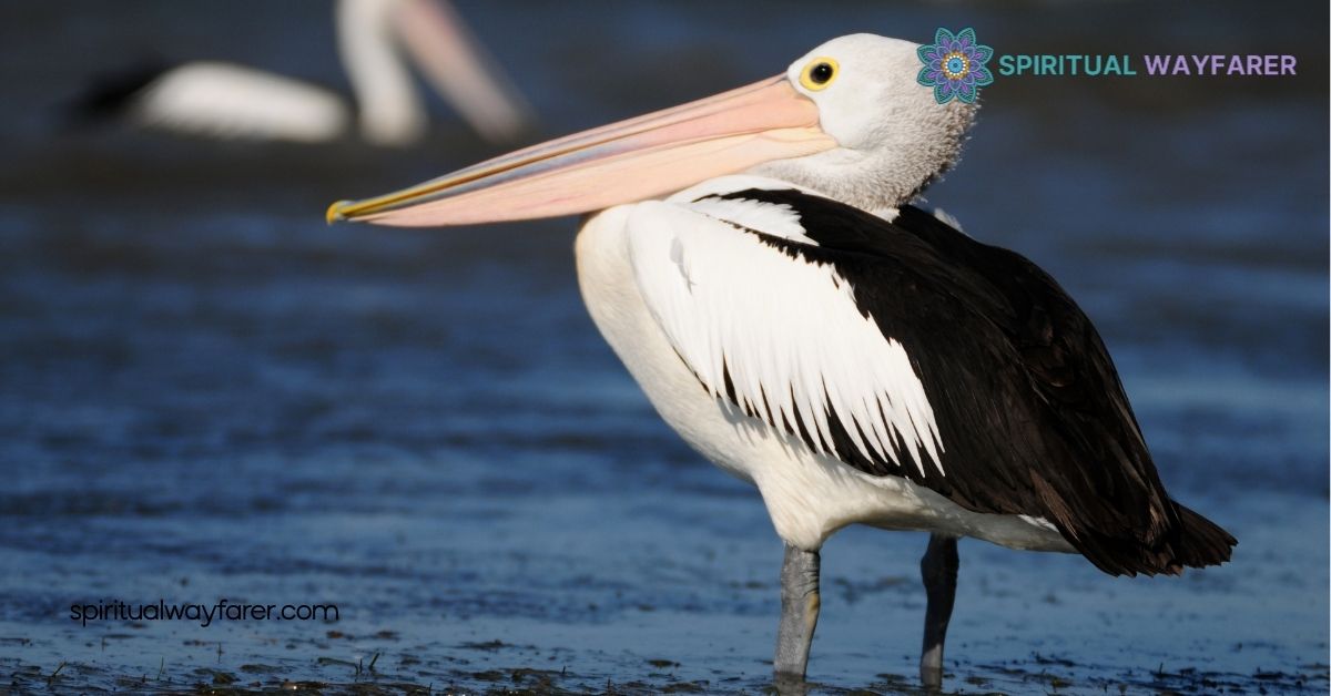 Pelican Symbolism: Exploring the Deep Meanings in Culture, Art & Religion