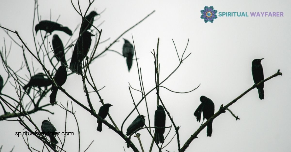 7 Crows Meaning Spiritual: Unlock the Symbolism and Transform Your Life