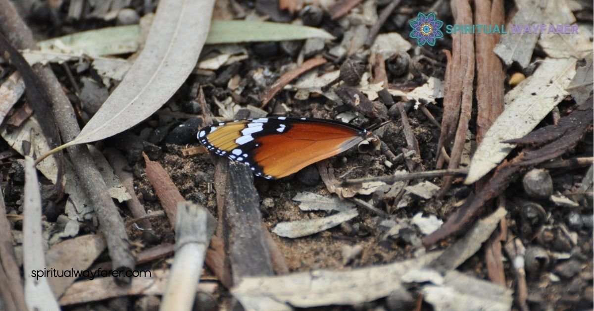 Dead Butterflies: The Spiritual Meaning and Symbolism You Need to Know