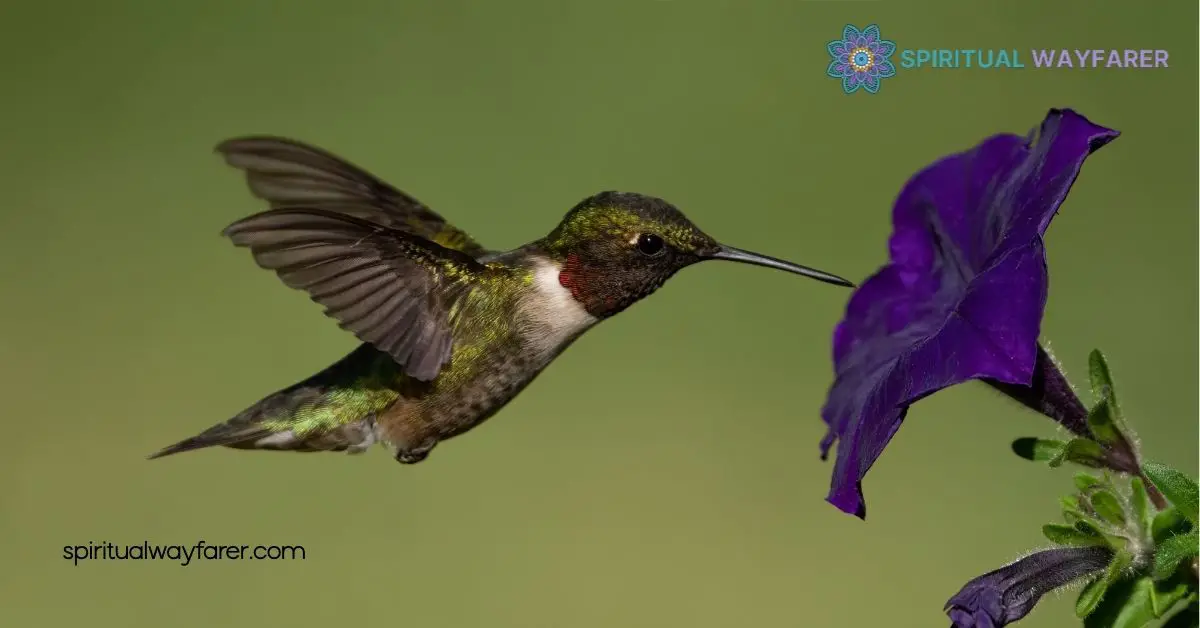 Unlock the Secrets of Hummingbird Symbolism: Meaning, Culture & Inspiration