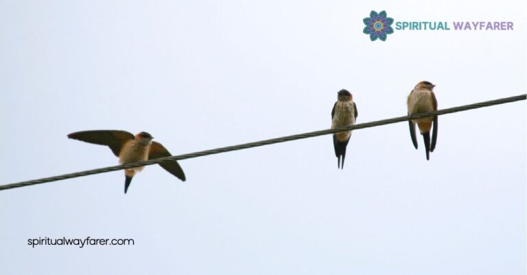 Three Birds: Exploring Their Spiritual Meaning & Symbolism