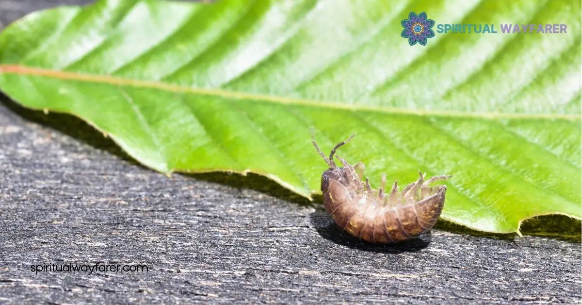 Unlock the Spiritual Meaning of Roly Poly Bugs: Embrace Resilience & Growth