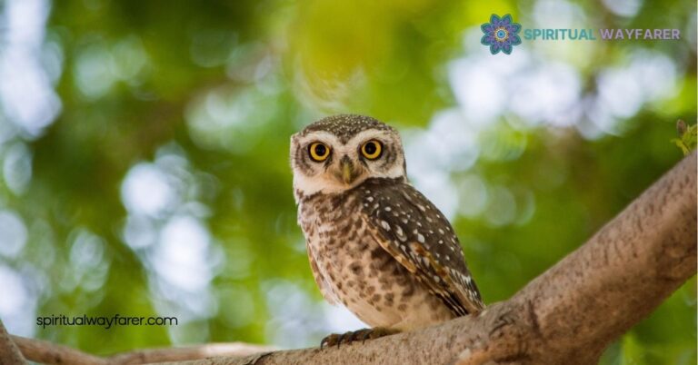 Seeing an Owl During the Day: Unveiling Its Spiritual Meaning