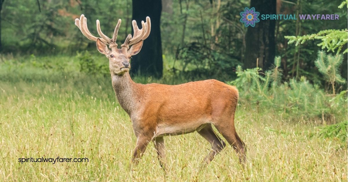 Deer Symbolism Explained: Discover Their Spiritual and Cultural Meanings