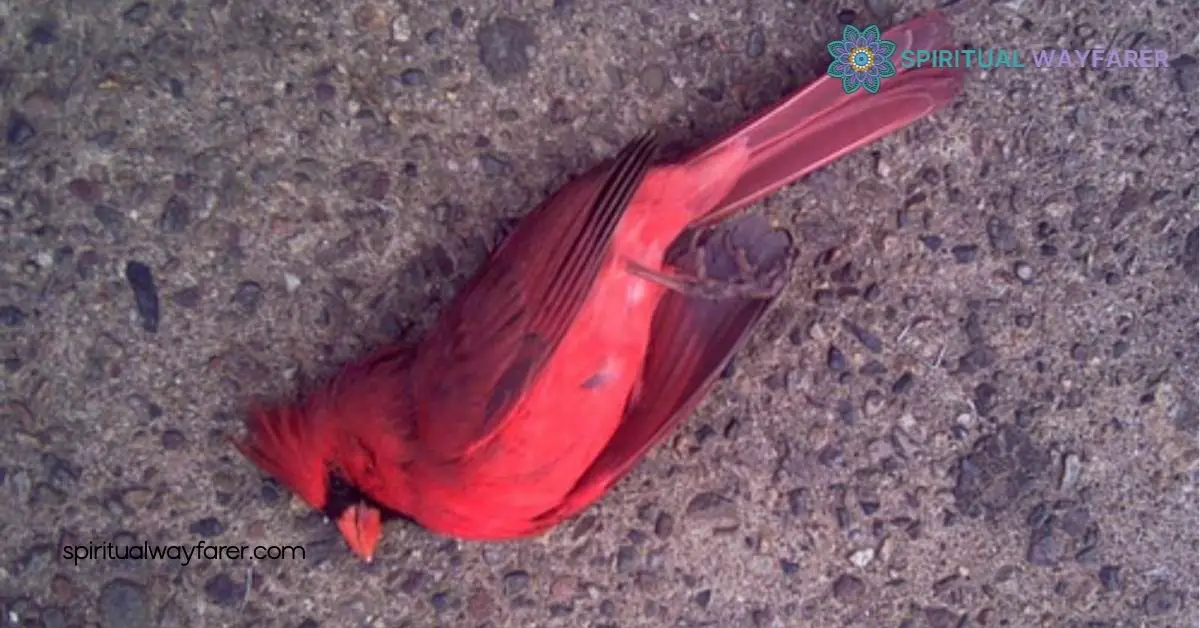Dead Cardinal Spiritual Meaning: What It’s Telling You Now