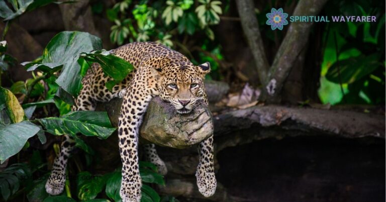 Leopard Symbolism Explained: Uncover Strength, Grace & Cultural ...