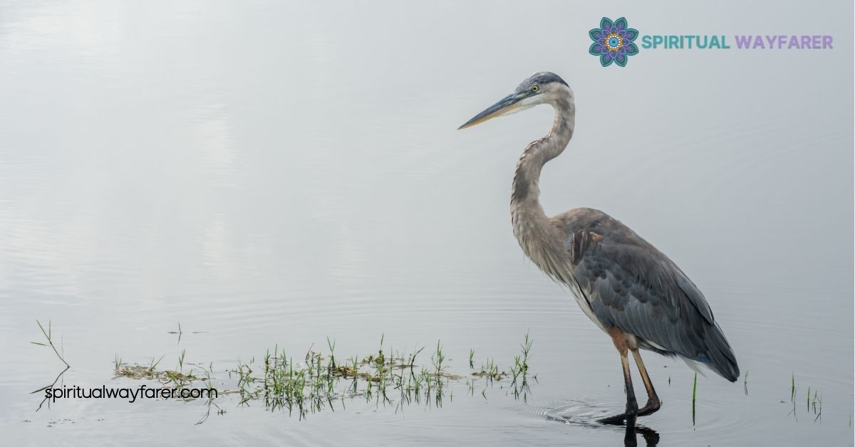 Heron Symbolism: Explore Grace, Wisdom & Cultural Meanings