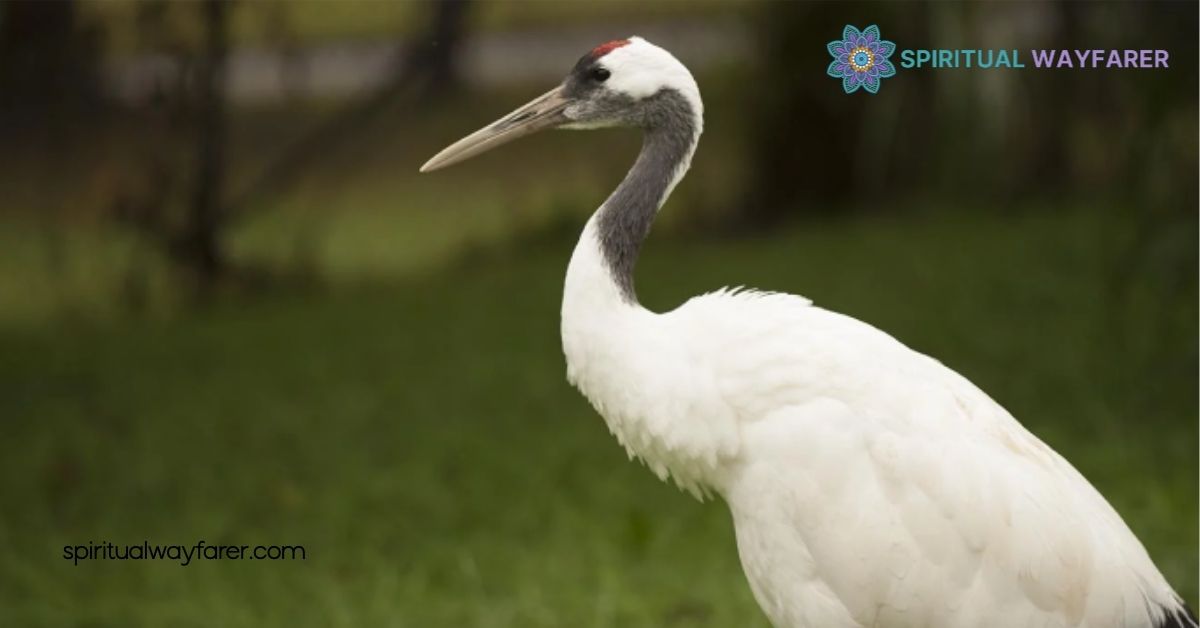 Crane Symbolism: Uncover the Ancient Meanings and Modern Significance