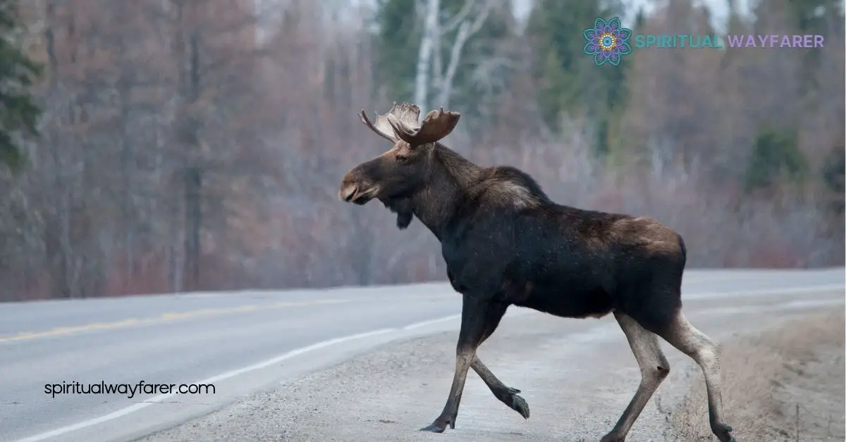 Unveiling Moose Symbolism: Discover Strength, Resilience & Personal Growth