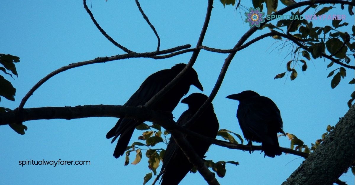 Crows Spiritual Meaning: What the Number of Crows Symbolizes