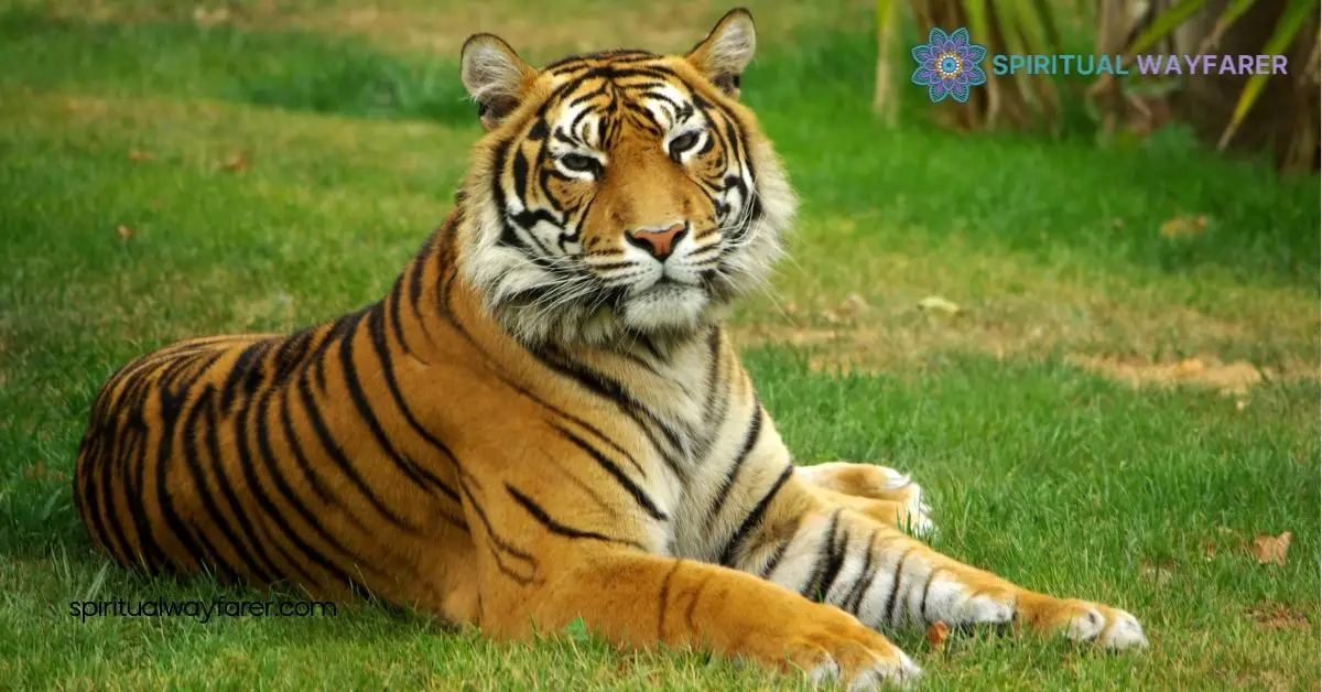 Tiger Symbolism: Exploring Its Powerful Meaning Across Cultures