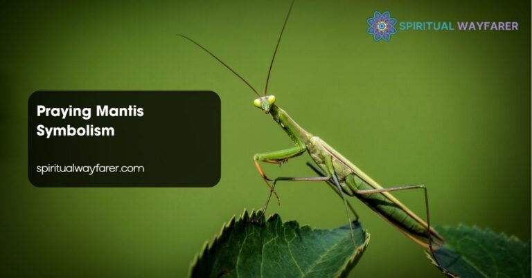 Exploring Praying Mantis Symbolism: Cultural Meanings and Spiritual ...