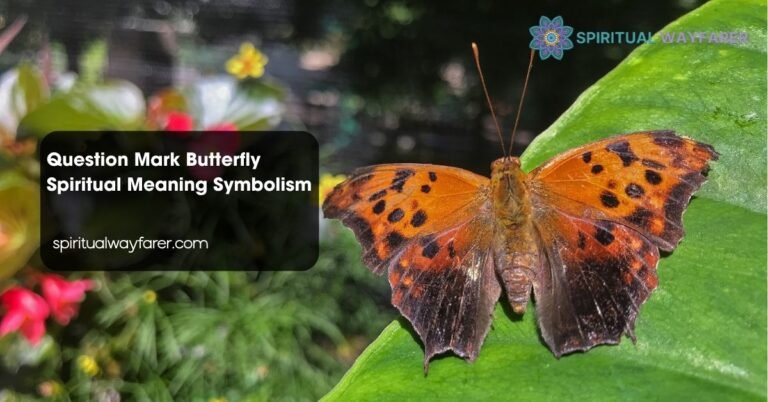 Question Mark Butterfly Spiritual Meaning & Symbolism Explained