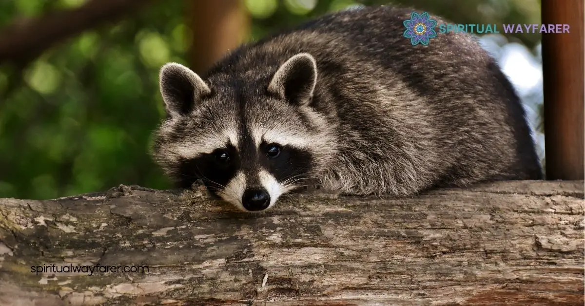Raccoon Symbolism: Discover the Clever Meanings and Cultural Significance