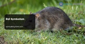 Unveiling Rat Symbolism: Surprising Meanings Across Cultures
