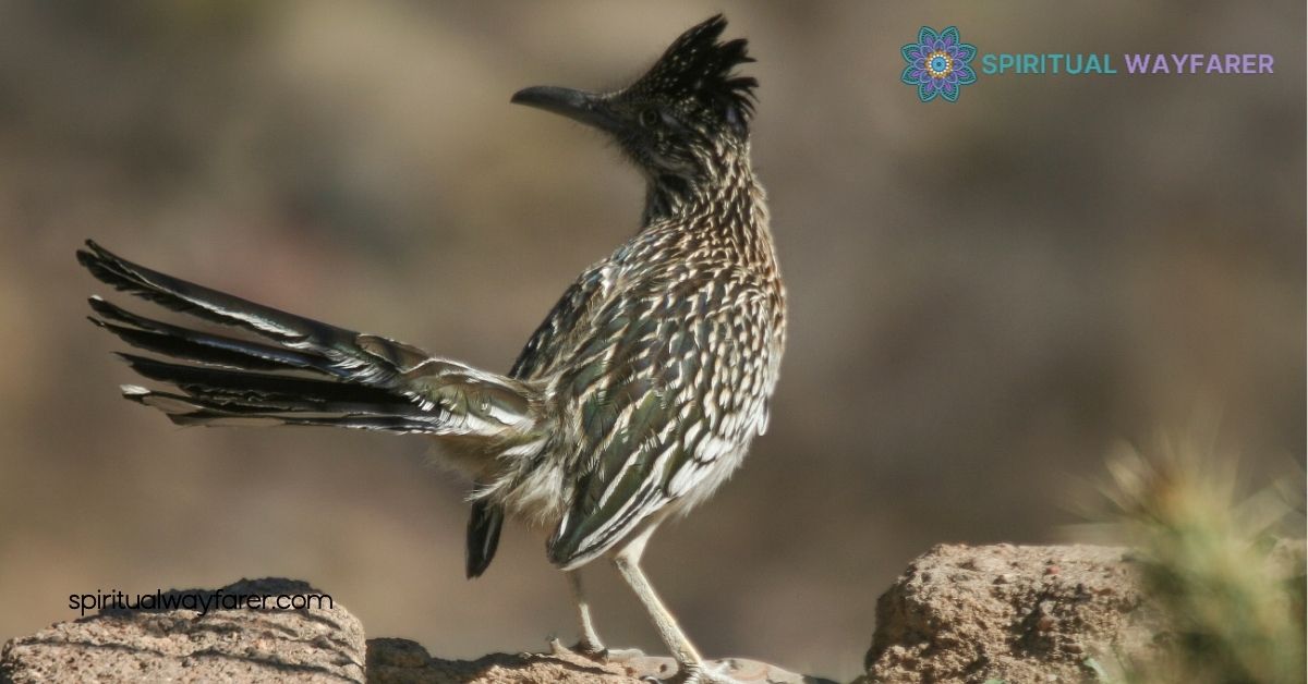 Discover the Hidden Meaning Behind Roadrunner Symbolism