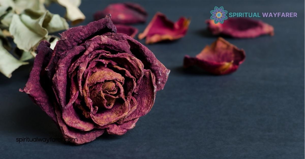 Dead Roses Spiritual Meaning: Unlock the Secrets of Transformation and ...