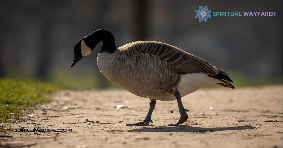 Spiritual Meaning Geese: Unlock Their Symbolism of Loyalty, Guidance ...