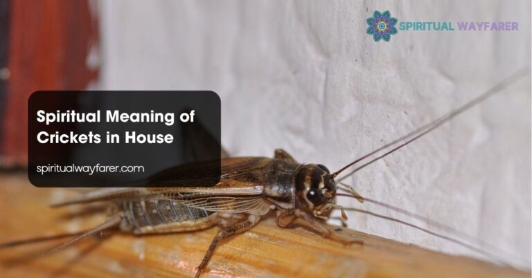 Unlock the Spiritual Meaning of Crickets in Your House: Signs of Luck ...