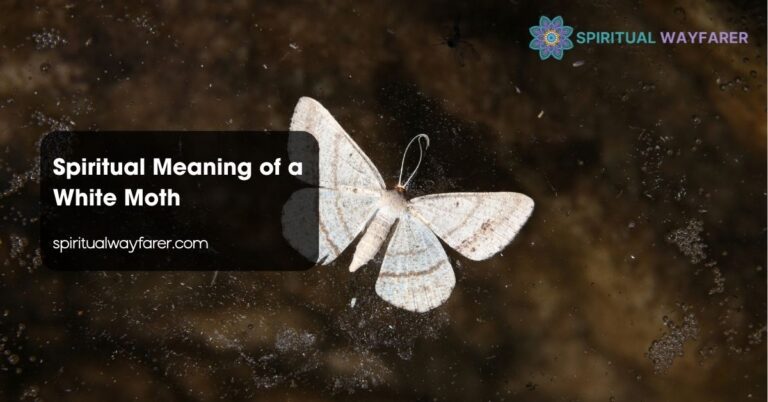 Discover the Spiritual Meaning of a White Moth: Messages for Your Journey