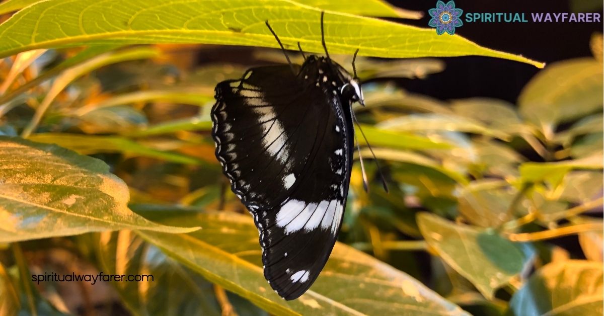 Black Moth Spiritual Meaning & Symbolism: What They’re Trying to Tell You