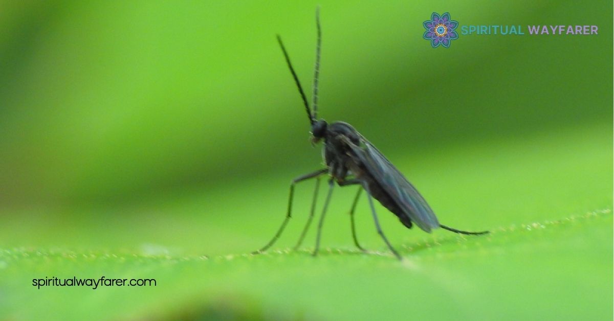 Discover the Spiritual Meaning of Gnats in Your House – Surprising Insights