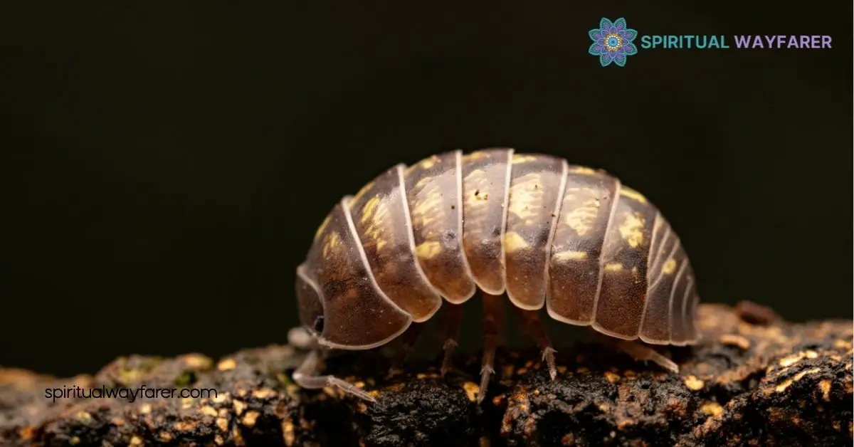 Unlock the Spiritual Meaning of Roly Poly Bugs: Embrace Resilience & Growth
