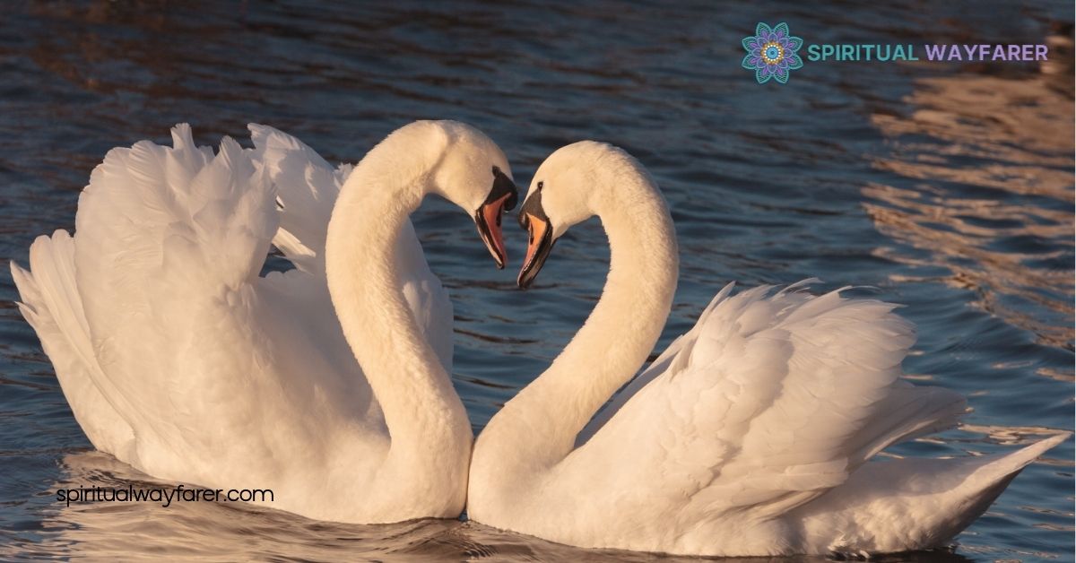 Swan Symbolism: Exploring Grace, Love, and Transformation Across Cultures