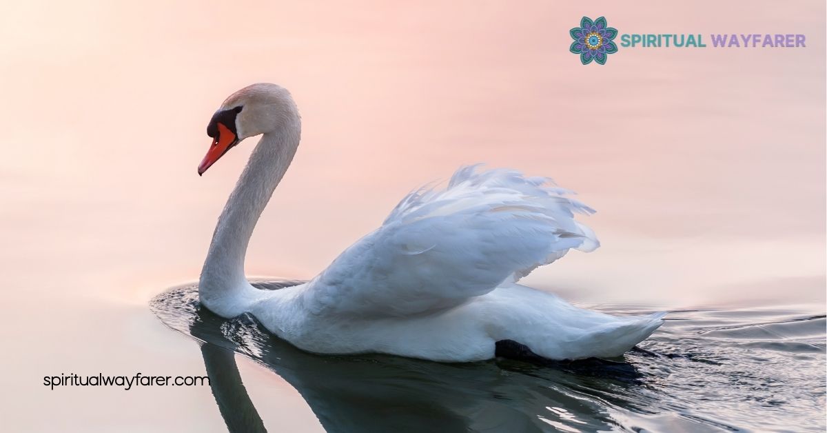Swan Symbolism: Exploring Grace, Love, and Transformation Across Cultures